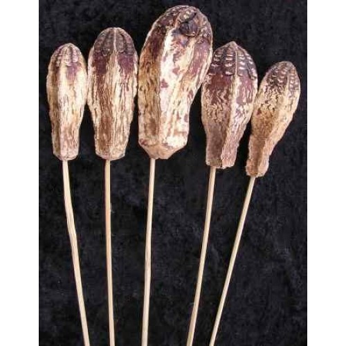 Dried Pods and Decorative Seeds