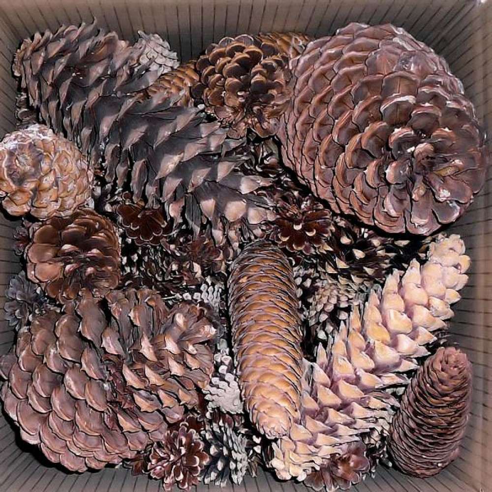 Assorted Box of Pine Cones - Pine Cone Assorted Box