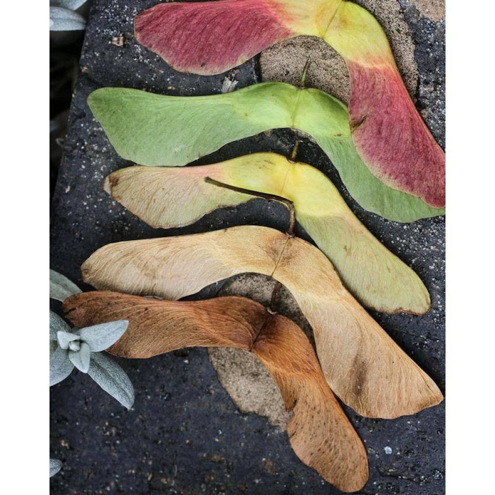 Maple Tree Helicopters | Whirlybirds Seeds | Maple Seed Pods