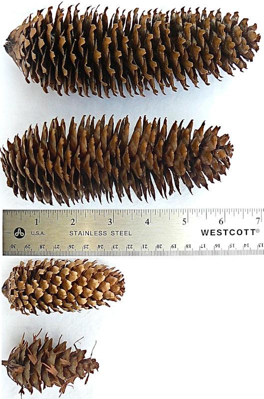 white spruce pine cones