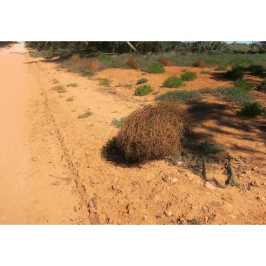 Baby Tumbleweeds (Buy Tumble weeds)