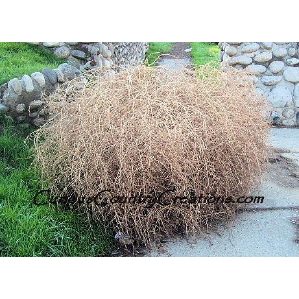 Christmas Tumbleweed (Tumble weed)