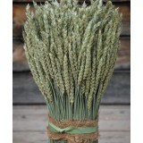 Vertical Beardless Wheat Bundle - Large Wheat Sheave