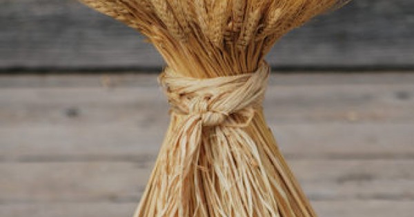 Wheat Sheaves (Sheaf, Shocks, Centerpiece, Center piece) 24oz (2LB)