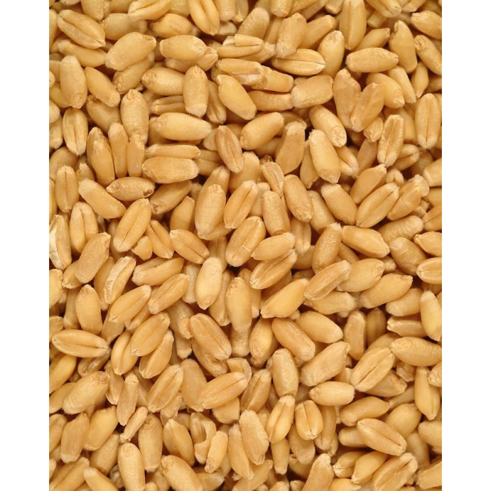 Dried Wheat Kernels, Kernals, Loose Wheat