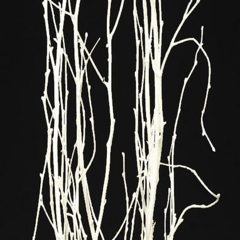 White Birch Branches, Bunches