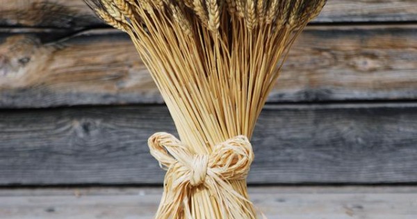 Extra Large Blackbeard Wheat Sheaves