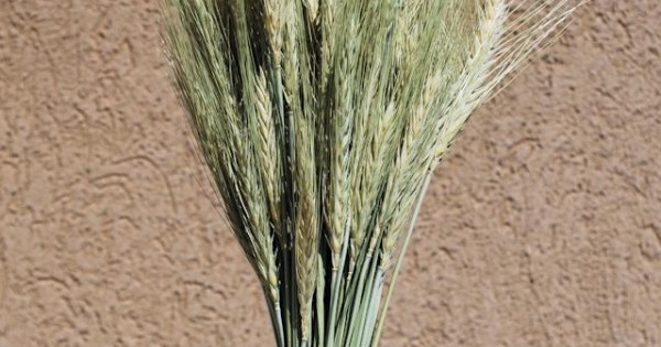 Green Bearded Wheat Bundle