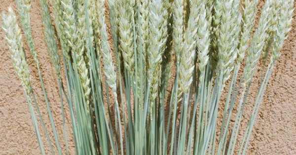 Green Beardless Wheat Bundle