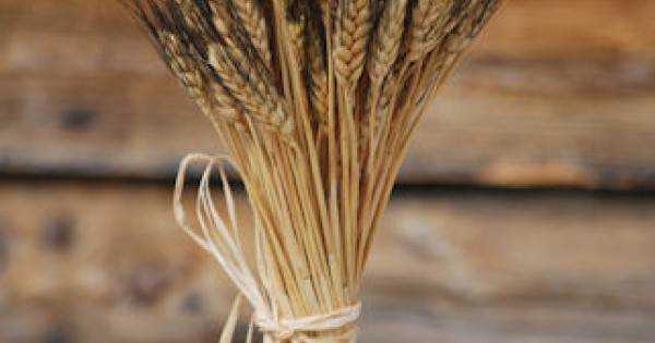 Blackbeard Wheat Bunch - Wheat Bunches