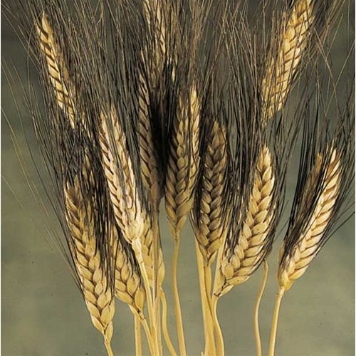 Dried Wheat, Decorative Wedding Wheat, Dry Wheat