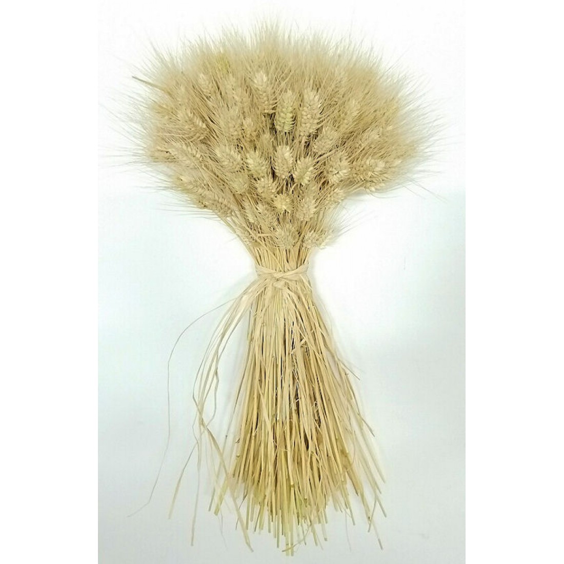 Large Dried Club Wheat Bunch - Blond 1lb Wheat Bunch