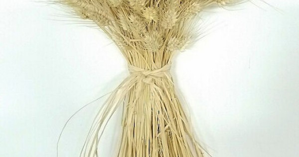 Large Dried Club Wheat Bunch - Blond 1lb Wheat Bunch