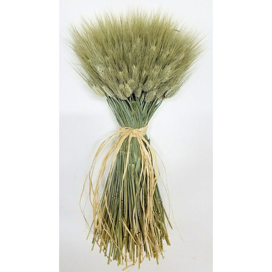 Large Dried Club Wheat Bunch - Green 1lb Wheat Bunch