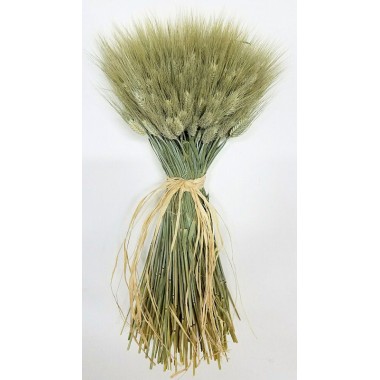 Club Wheat Bundle