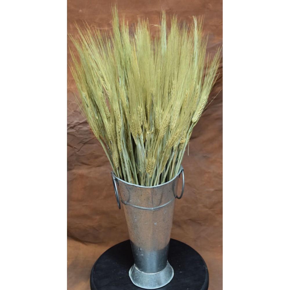 Dried Barley | Barley Decorations | Curious Country Creations