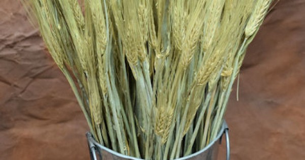 Dried Barley | Barley Decorations | Curious Country Creations