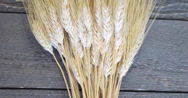 Wheat Stalk | Dried Wheat Bundles | Curious Country Creations