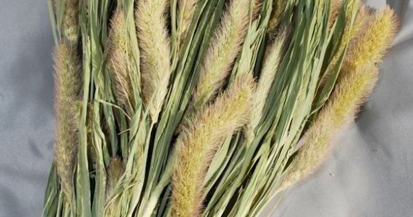 Dried Foxtail Millet